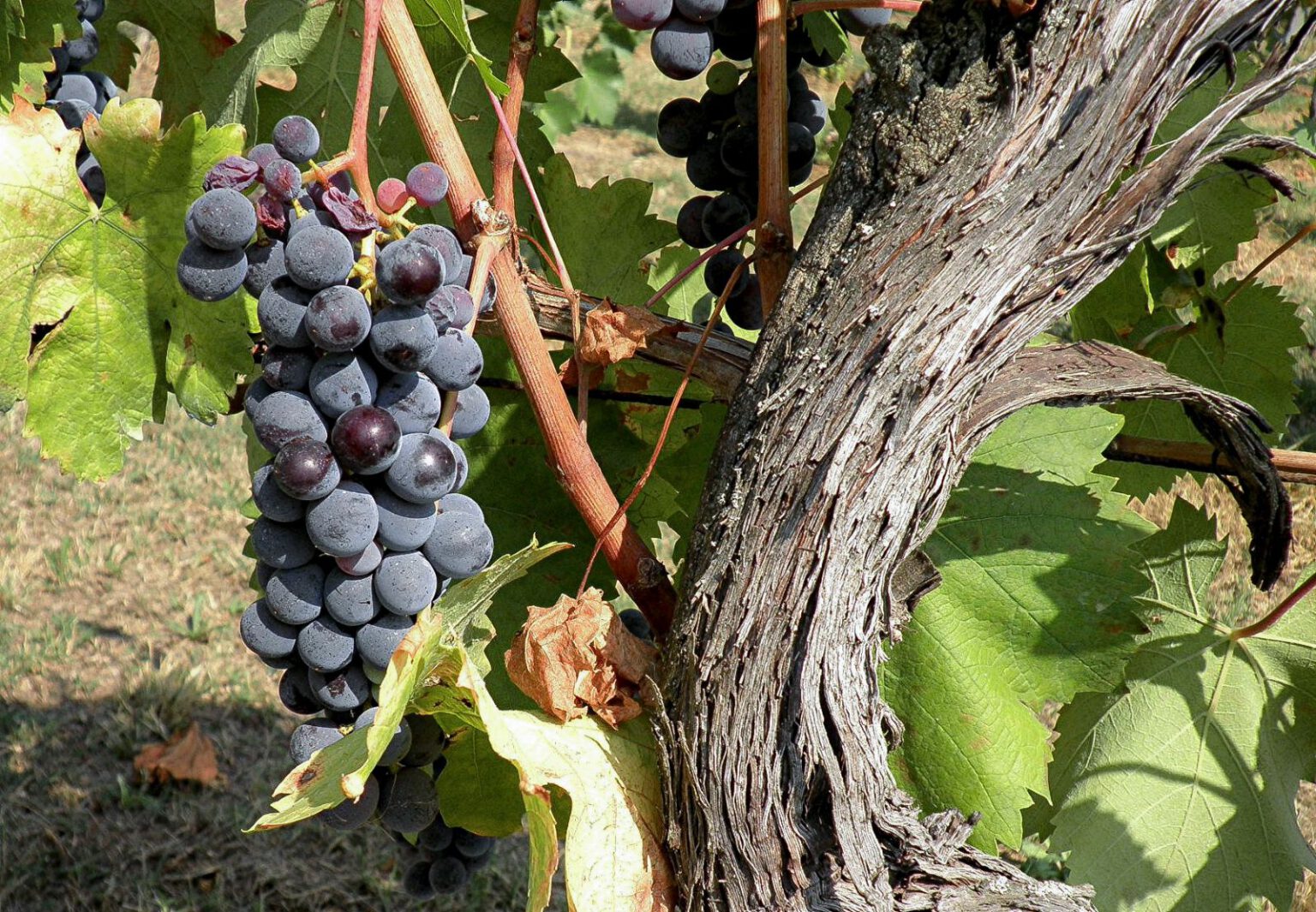 Impuls für den Tag – 01.06.2020 – Der Weinstock und die Reben – Pfarrei ...